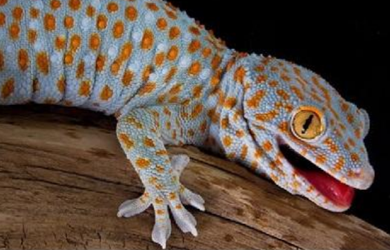 3 Penyebab Tokek, Memiliki Harga Jual Tinggi yang Perlu Anda Ketahui