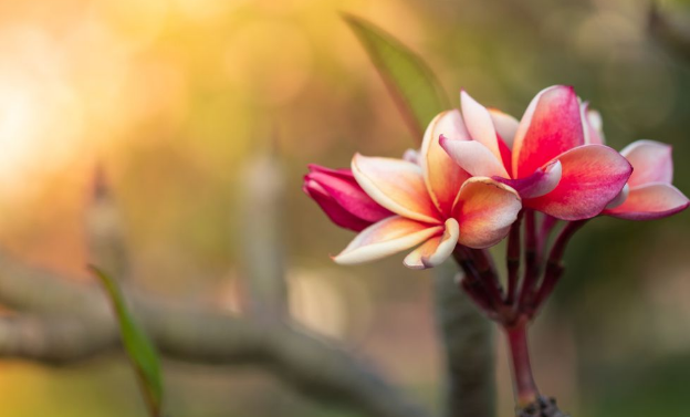 6 Fakta Unik Bunga Kamboja yang Menarik untuk Anda Ketahui