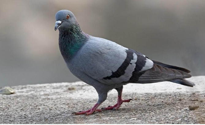 6 Fakta Unik Burung Merpati yang Wajib Anda Ketahui