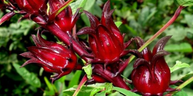 5 Manfaat Bunga Rosella Bagi Kesehatan Tubuh dan Cara Mengolahnya