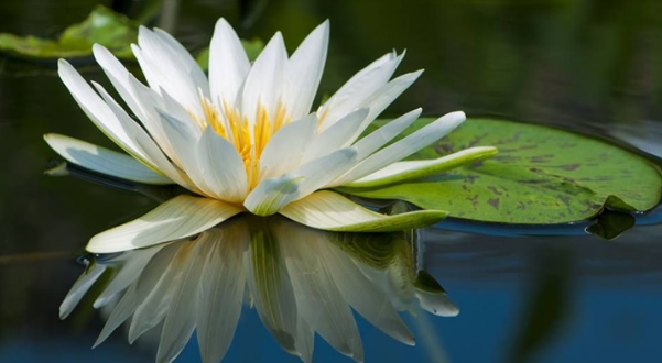 6 Fakta Unik Bunga Teratai yang Wajib Anda Ketahui