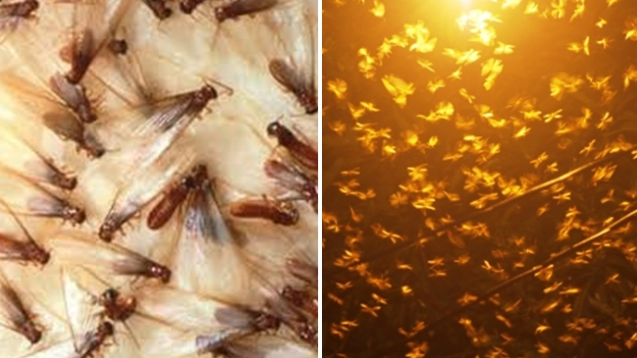 5 Fakta Unik Seputar Laron yang Perlu Anda Ketahui