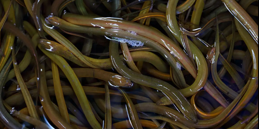 Kenali Manfaat Mengonsumsi Belut Bagi Kesehatan Tubuh Anda