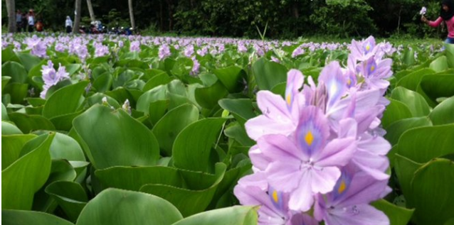6 Fakta Unik Tumbuhan Eceng Gondok yang Perlu Anda Ketahui
