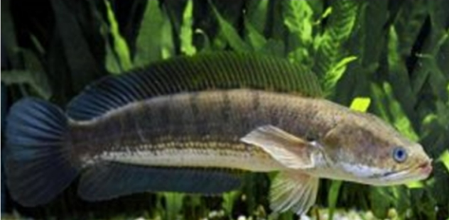 Fakta Unik Seputar Ikan Gabus yang Perlu Anda Ketahui