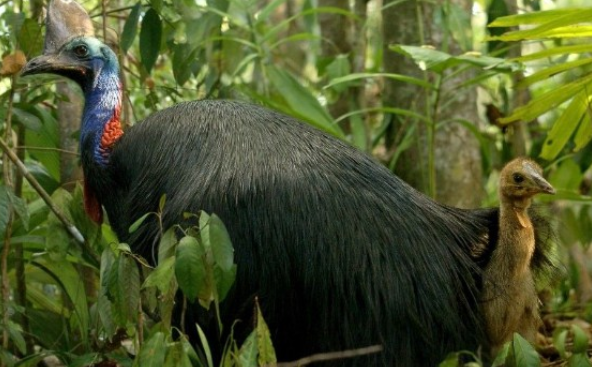 Inilah 6 Fakta Unik Burung Kasuari yang Jarang Diketahui