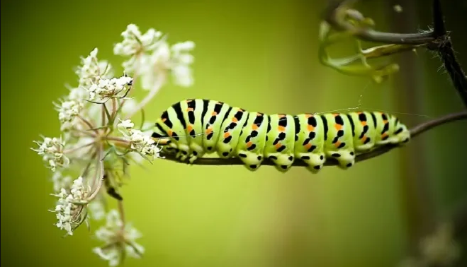 Fakta Unik dan Menarik Seputar Ulat yang Perlu Anda ketahui