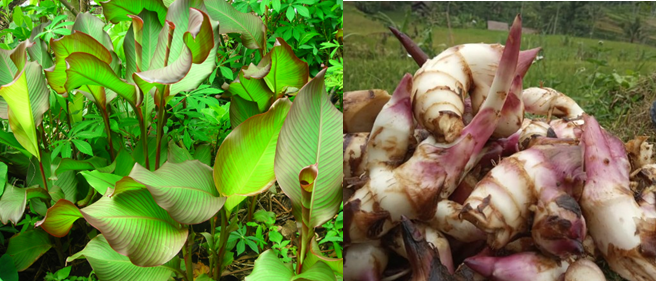 6 Manfaat Ganyong Bagi Kesehatan yang Perlu Anda Ketahui